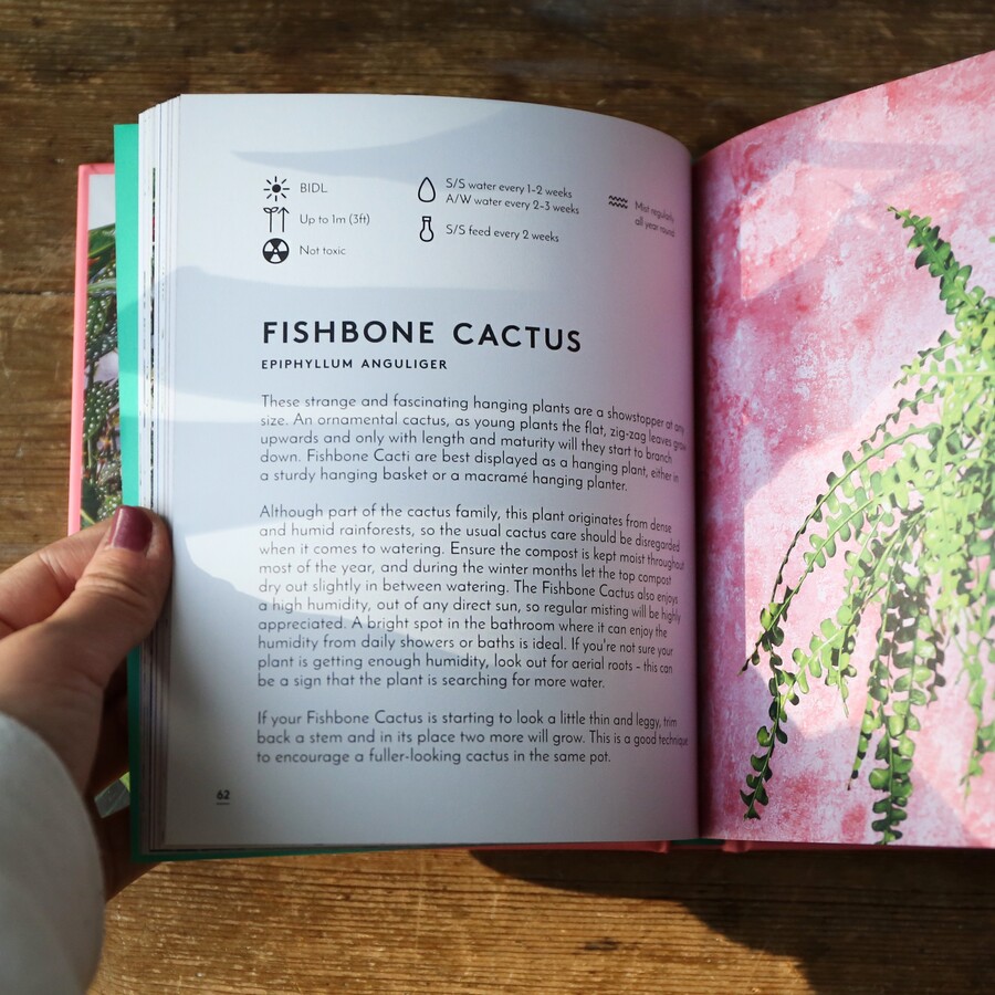 Little Book Big Plants | Emma Sibley | Lisa Angel