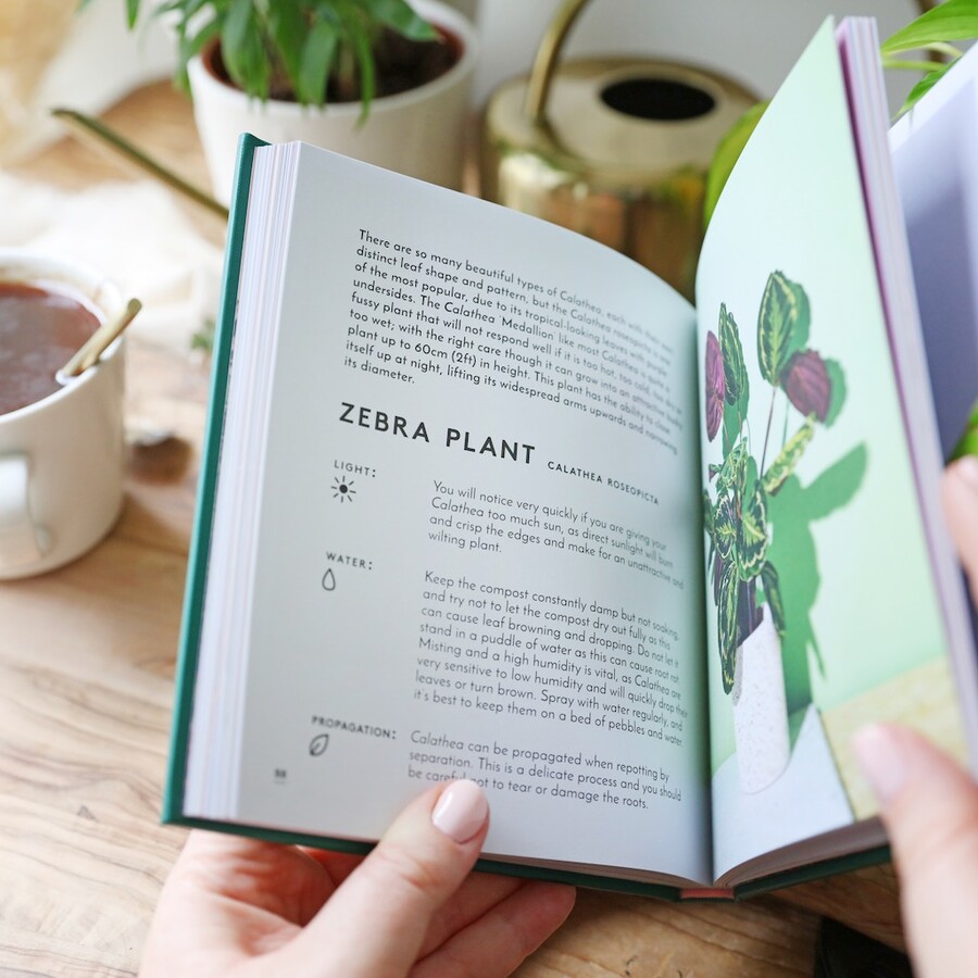 The Little Book of House Plants and Other Greenery | Lisa Angel