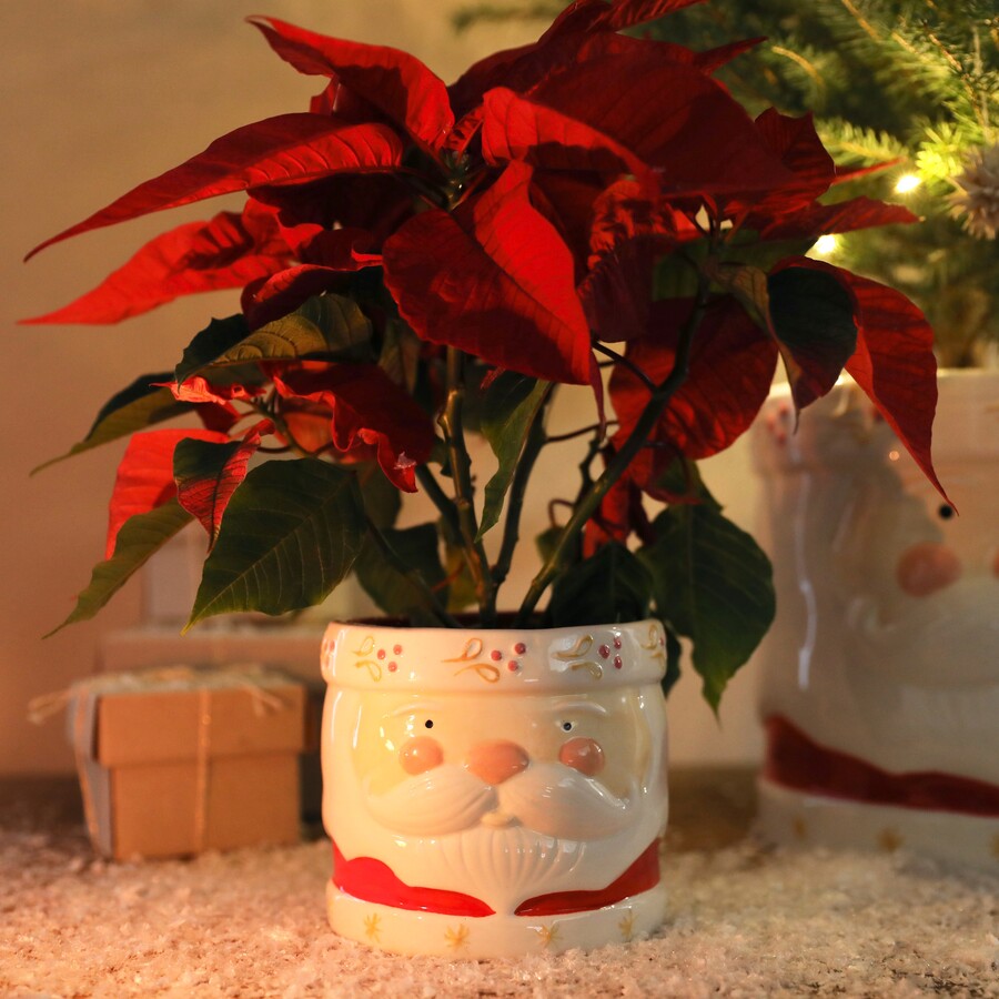 Small Ceramic Father Christmas Planter | Lisa Angel