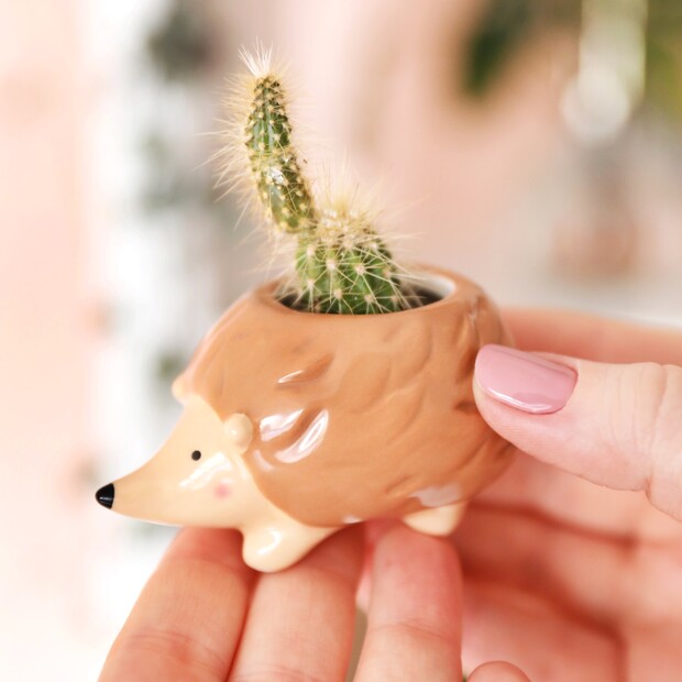 Tiny Hedgehog Planter | Home Accessories | Lisa Angel