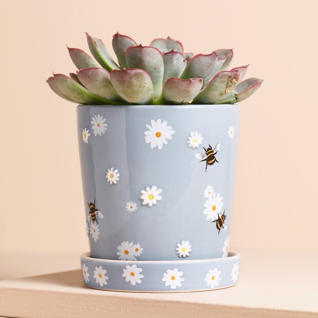 Small Blue Daisy Bee Ceramic Planter and Tray | Lisa Angel