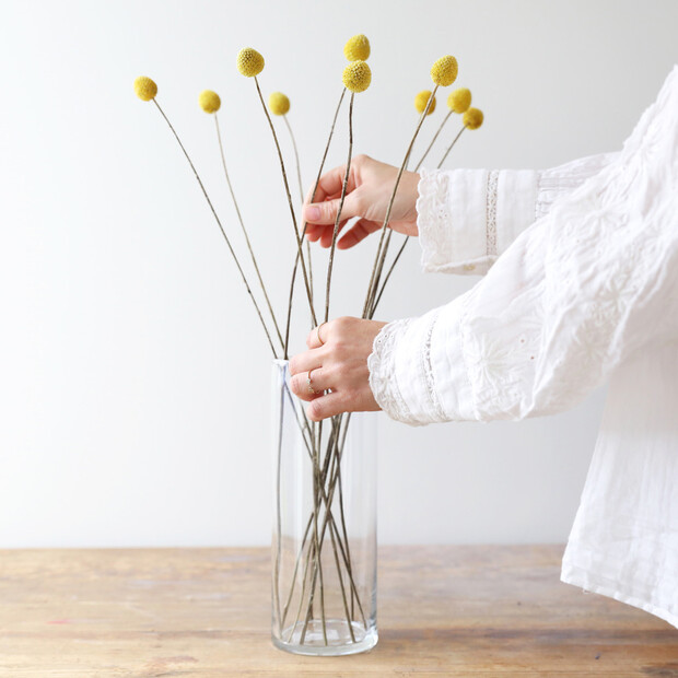 Preserved Natural 'Billy Buttons' Craspedia Flowers | Lisa Angel