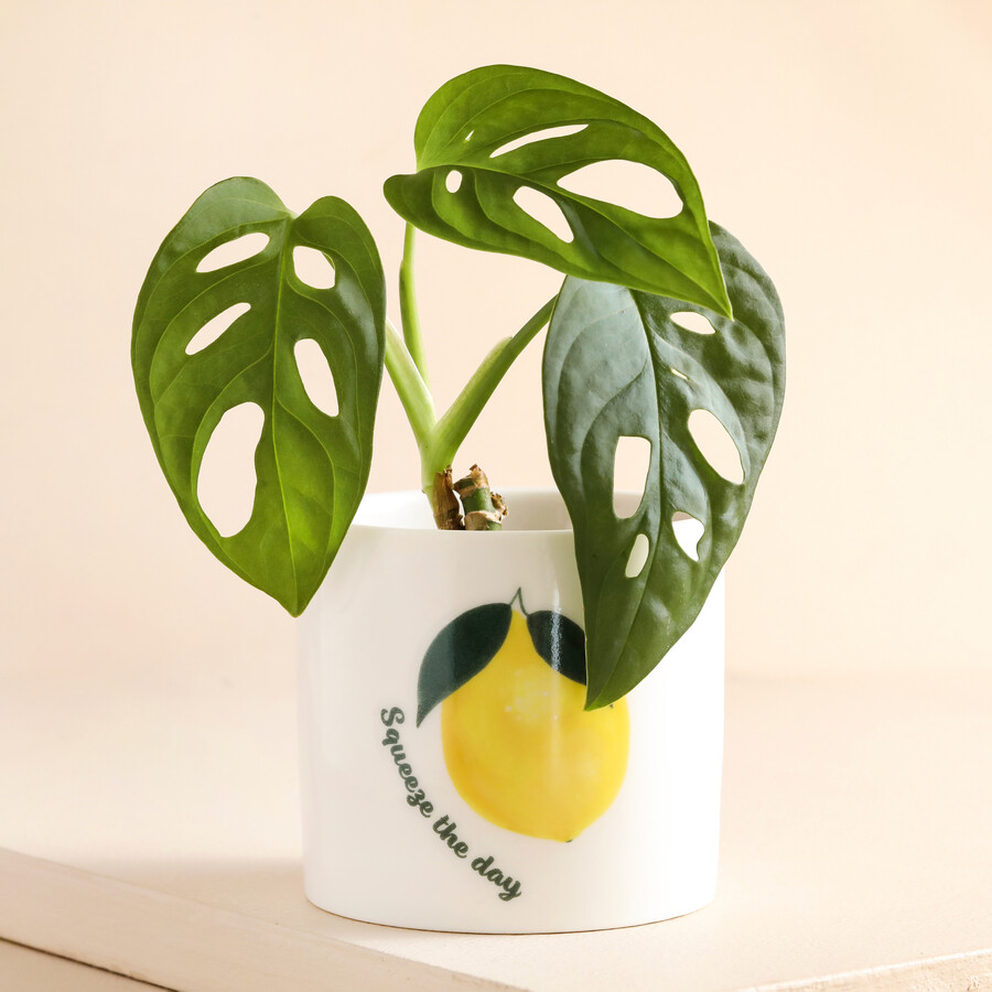Lemon Mini Planter | Indoor Home Accessories | Lisa Angel