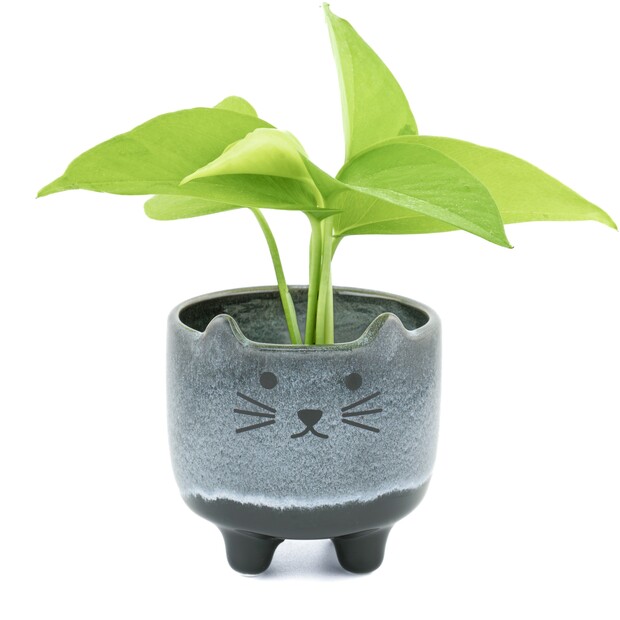 Mojave Cat Planter | Sass & Belle | Lisa Angel